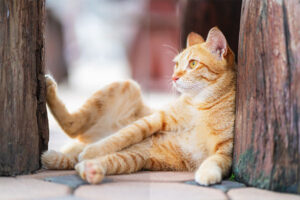 【Photoshop】レベル補正の使い方を徹底解説forフォトショ初心者 | S.Design.Labo